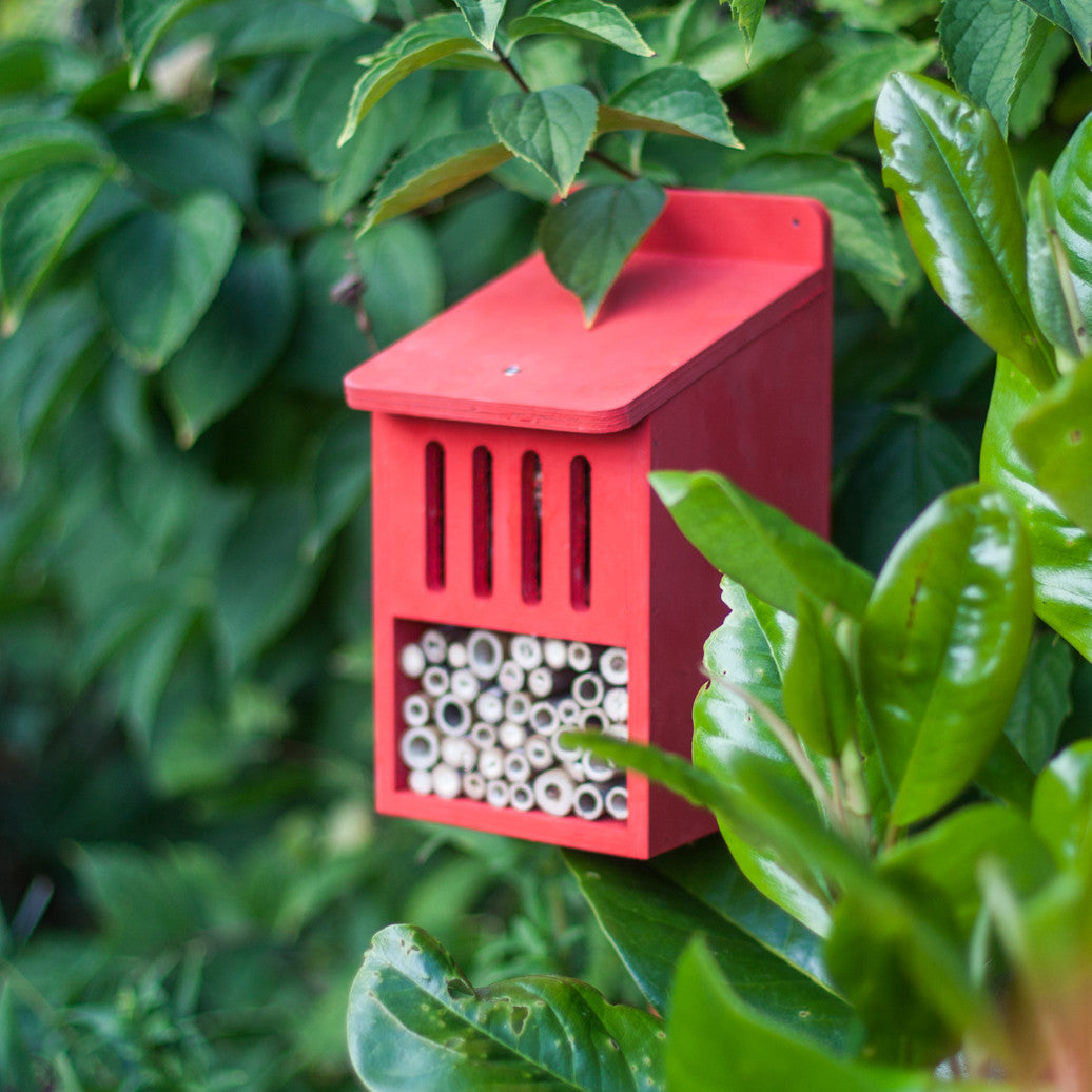 Bug Box Kit | The Nestbox Company