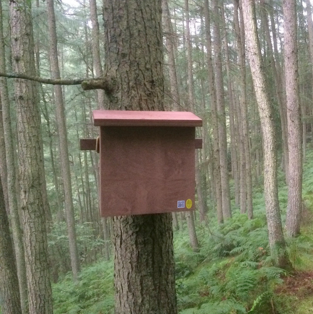 Pine Marten Den Box | The Nestbox Company